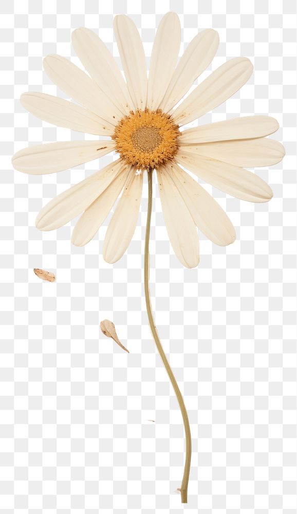 PNG Real Pressed daisy flower | Premium PNG - rawpixel