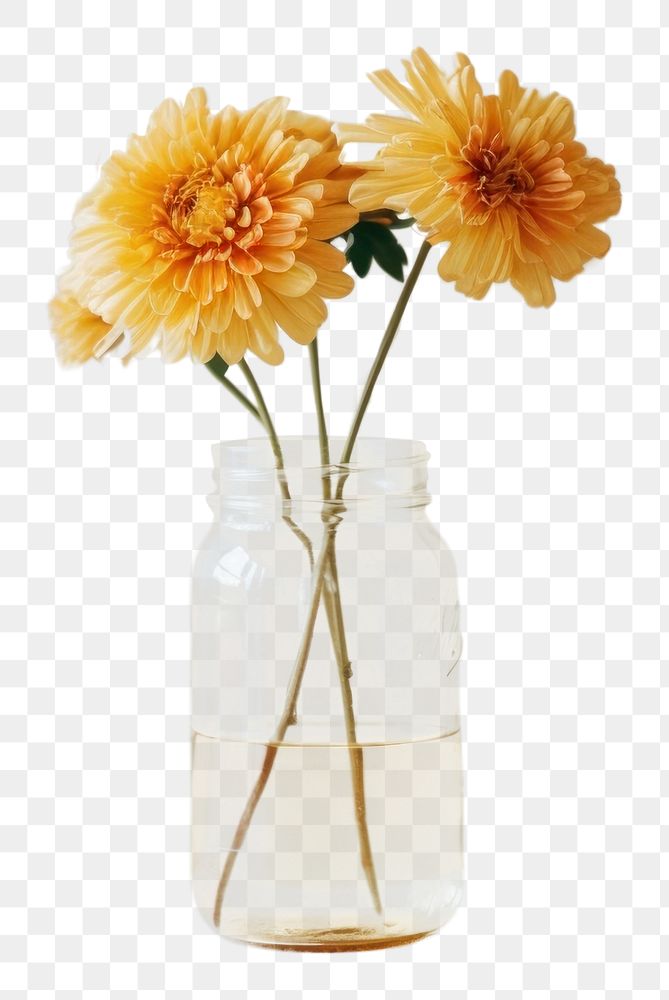 PNG Flower jar plant inflorescence | Free PNG - rawpixel