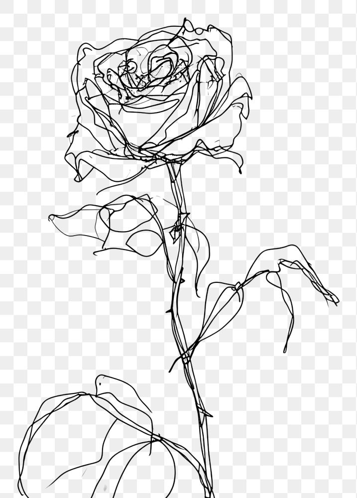 PNG Continuous line drawing rose | Premium PNG - rawpixel