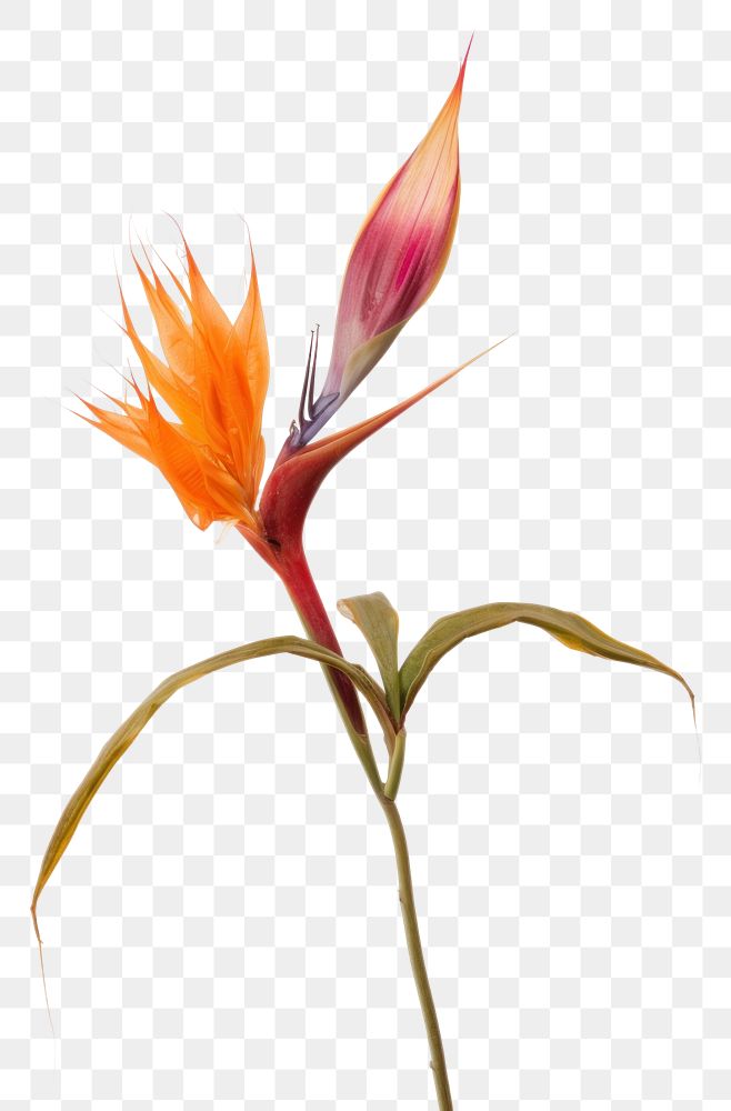 PNG Real Pressed Bird paradise | Free PNG - rawpixel