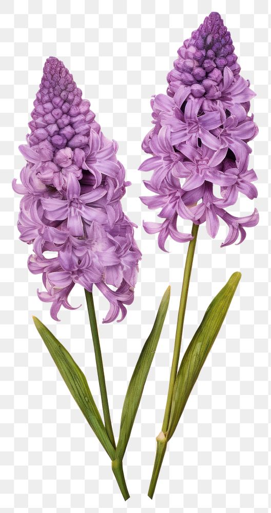 PNG Real Pressed hyacinth flowers | Premium PNG - rawpixel