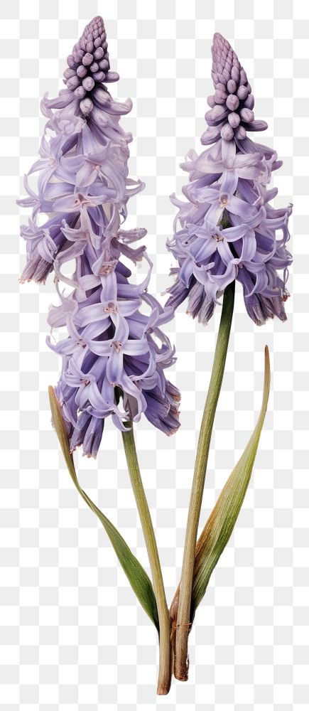 PNG Real Pressed hyacinth flowers | Premium PNG - rawpixel