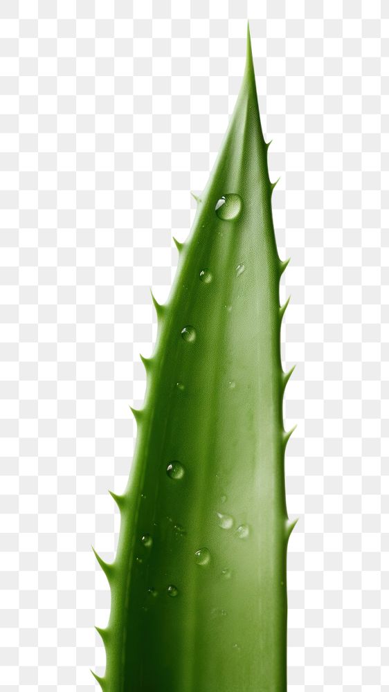 PNG aloe vera leave plant | Free PNG - rawpixel
