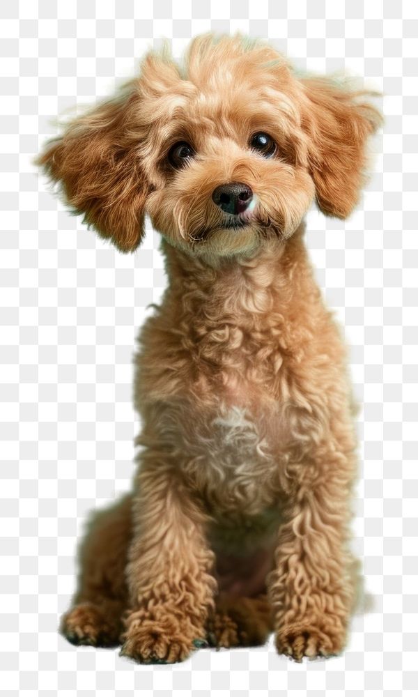 PNG Minipoo dog mammal animal | Premium PNG - rawpixel