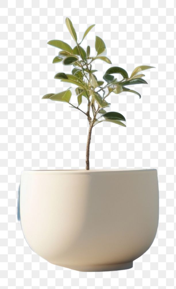 PNG Planting pot tree vase | Free PNG - rawpixel