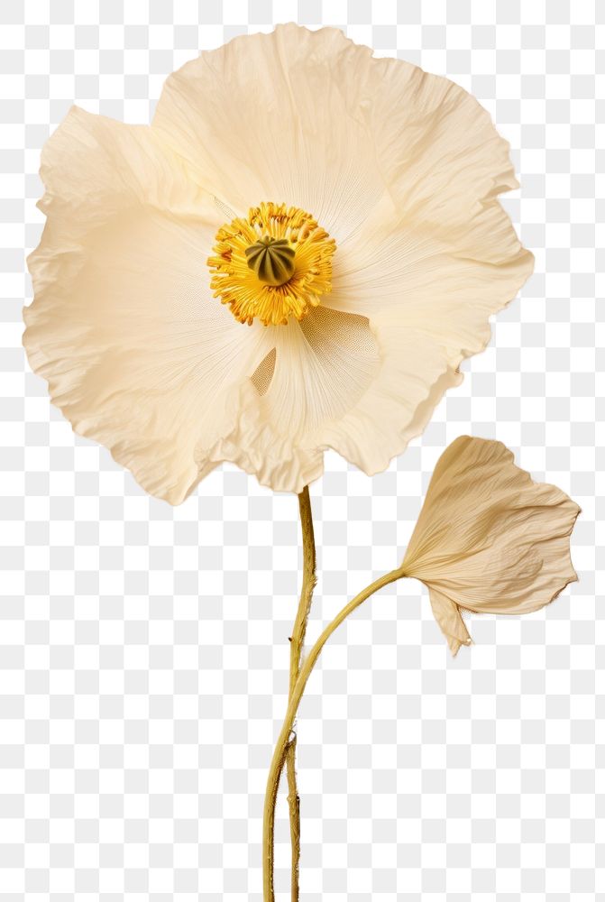 PNG Real Pressed white poppy | Premium PNG - rawpixel