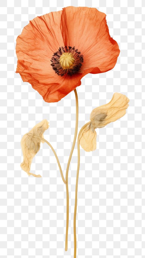PNG Real Pressed poppy flower | Premium PNG - rawpixel