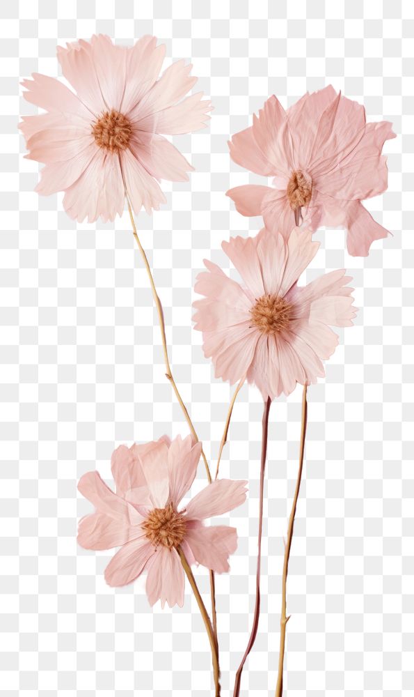 Cute+press+white Transparent Images | Free Photos, PNG Stickers ...