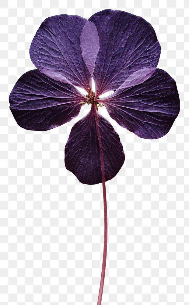 PNG Real Pressed single purple | Free PNG - rawpixel