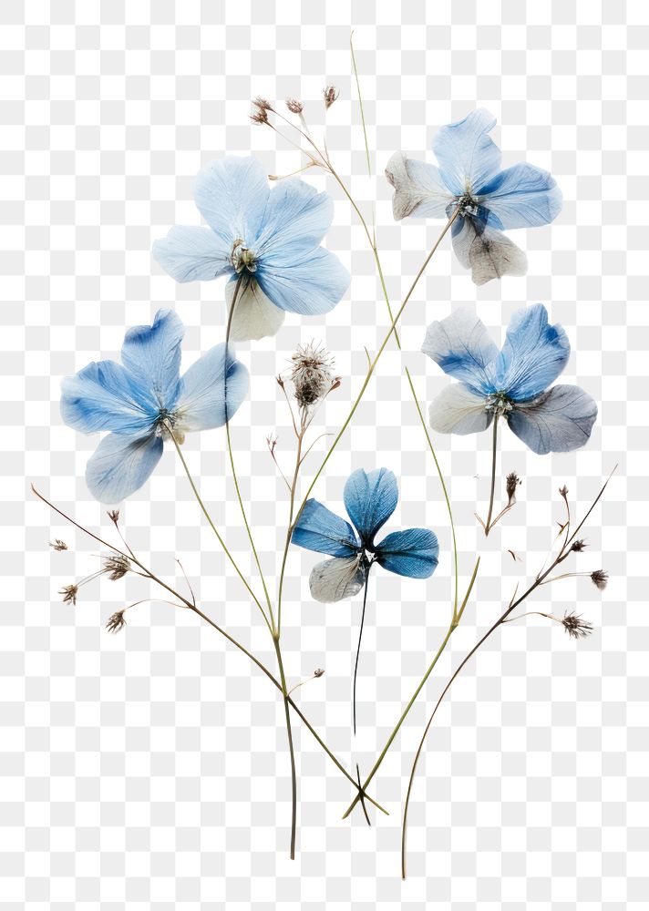 PNG Real Pressed blue flowers | Free PNG - rawpixel