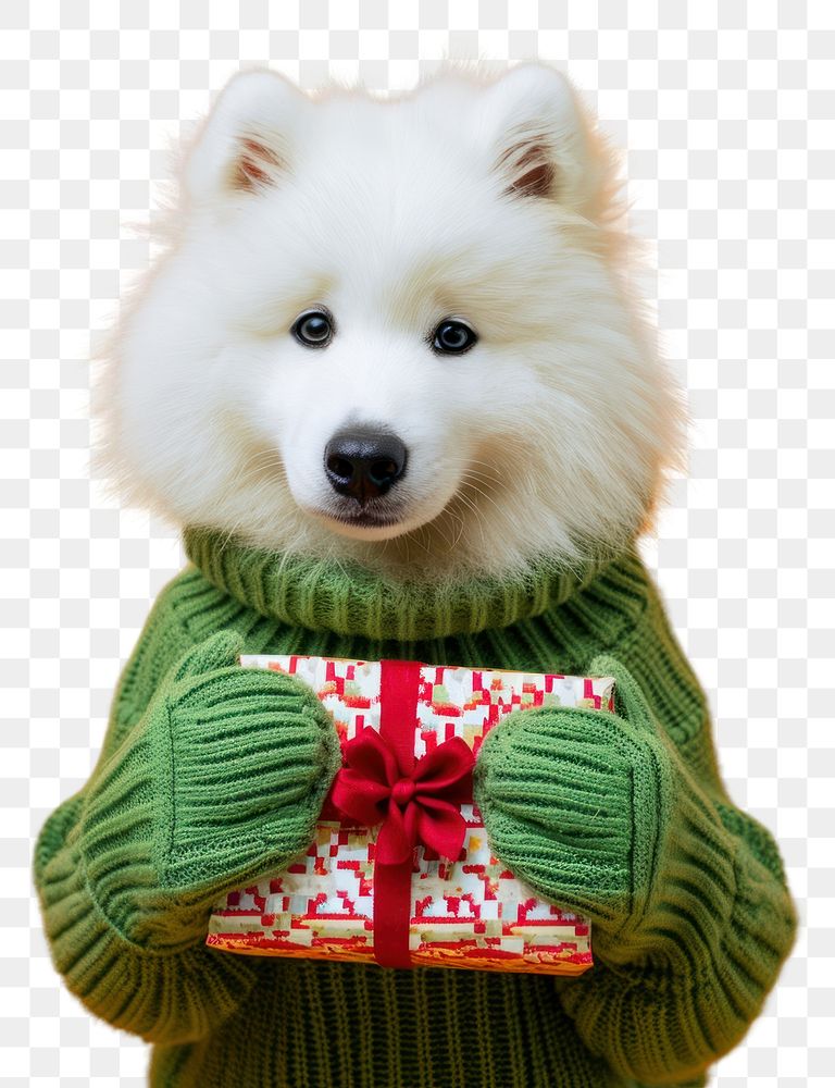 PNG Samoyed wearing green sweater | Free PNG - rawpixel