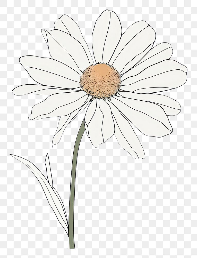 PNG Single line drawing daisy | Free PNG - rawpixel