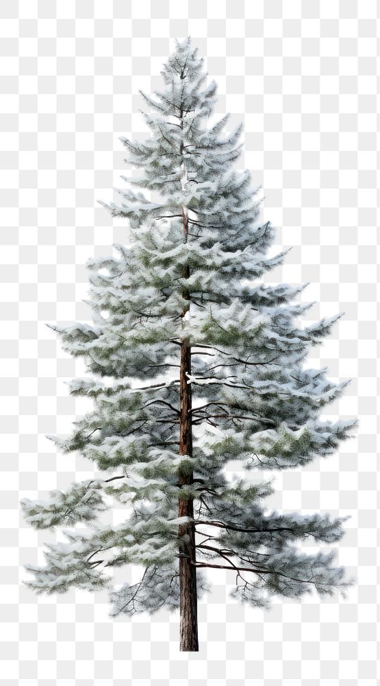 PNG pine tree snow plant | Premium PNG - rawpixel