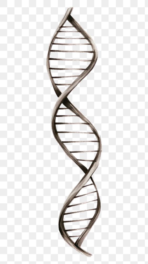 PNG DNA line architecture accessories | Free PNG - rawpixel