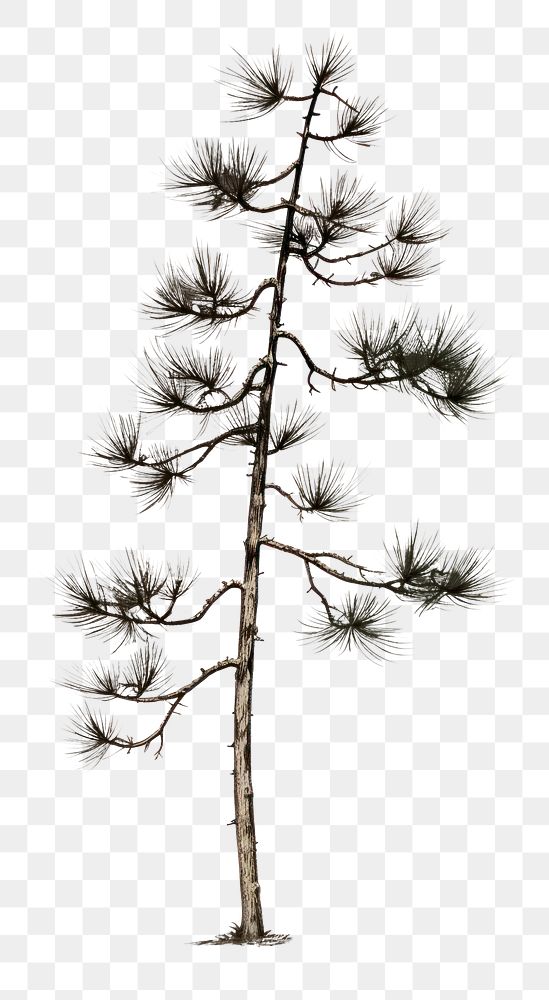 PNG Pine tree drawing sketch | Premium PNG - rawpixel