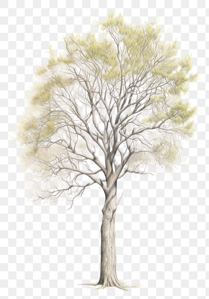 PNG Tree drawing sketch plant | Free PNG - rawpixel