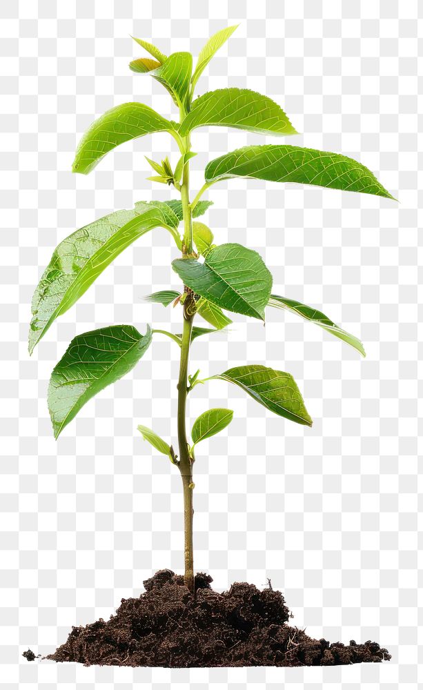 PNG Tree seedling sprout plant | Free PNG - rawpixel