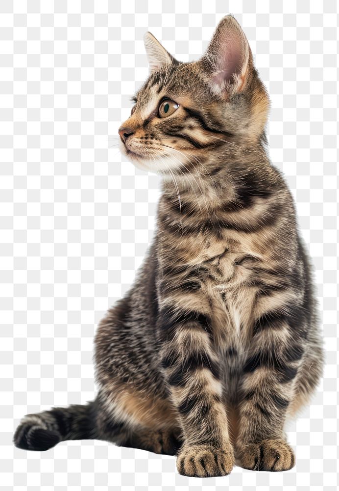 PNG Domestic cat animal mammal | Free PNG - rawpixel