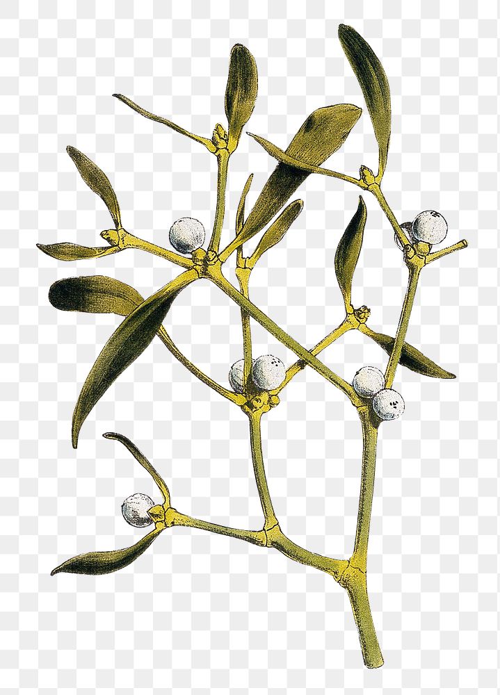 Mistletoe Backgrounds Images | Free Photos, PNG Stickers, Wallpapers ...