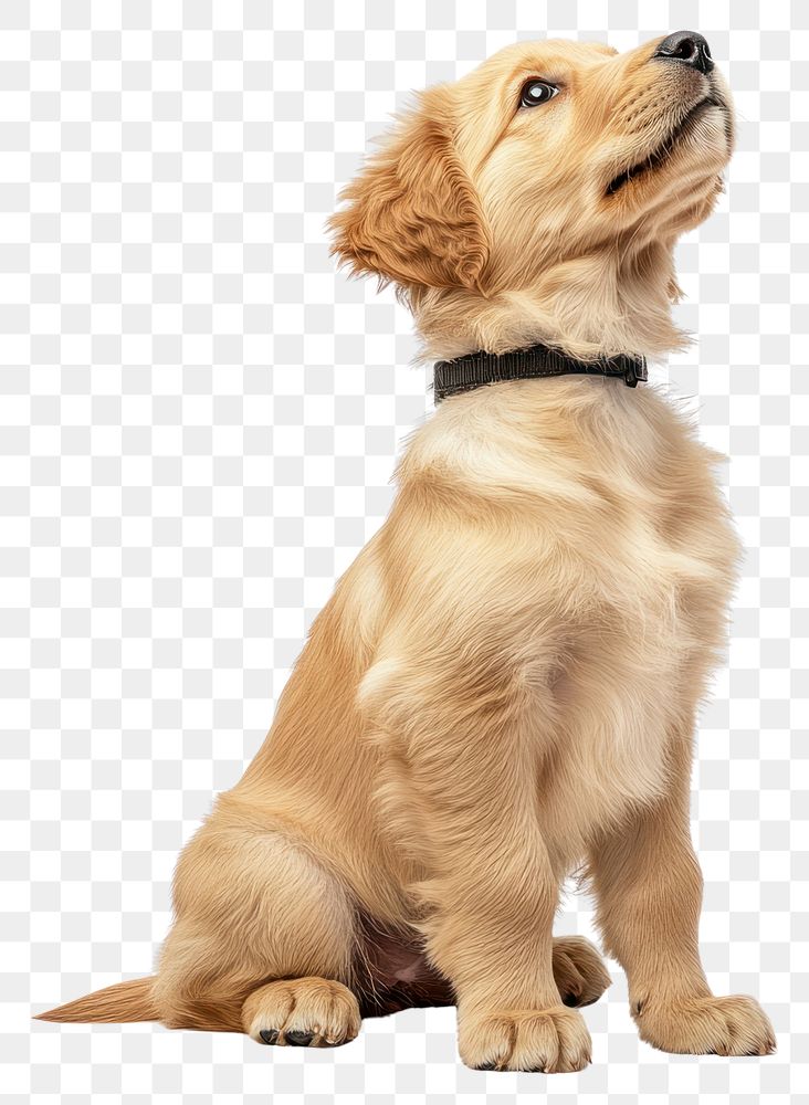 PNG golden retrival puppy happy | Free PNG - rawpixel