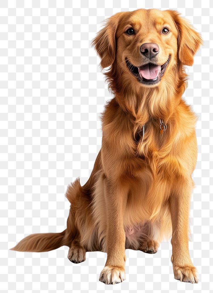 PNG golden retrival pupply happy | Free PNG - rawpixel