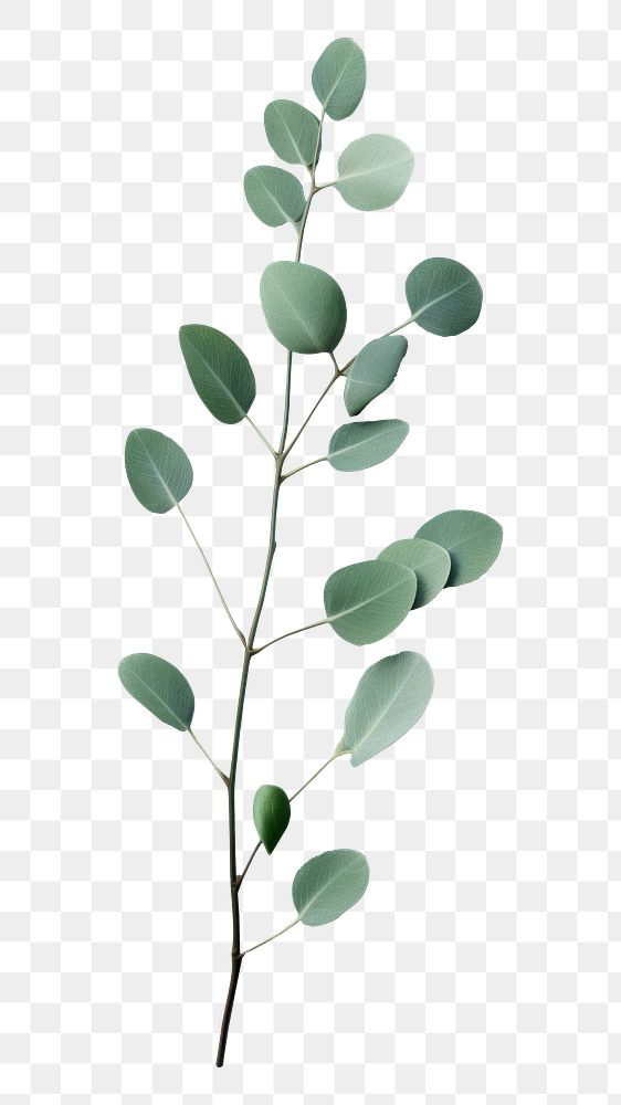 Single Blue Leaves Images | Free Photos, PNG Stickers, Wallpapers ...