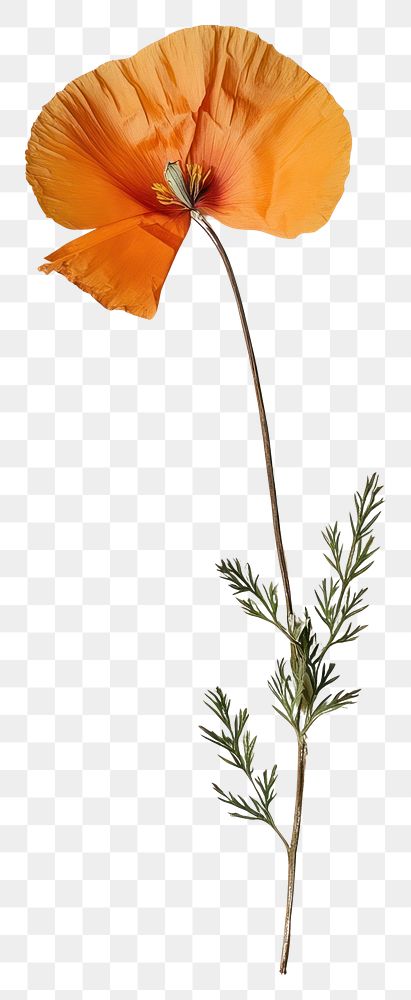 PNG Real Pressed california poppy | Free PNG - rawpixel