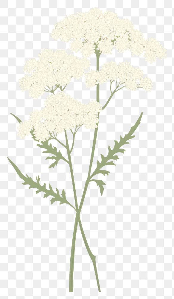 PNG White yarrow flower illustration | Free PNG - rawpixel