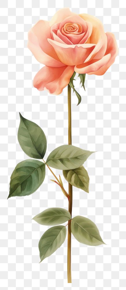 PNG Pastel coquette rose illustration | Free PNG - rawpixel