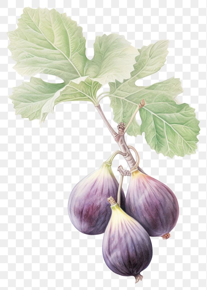 Fig Images | Free Photos, PNG Stickers, Wallpapers & Backgrounds - rawpixel