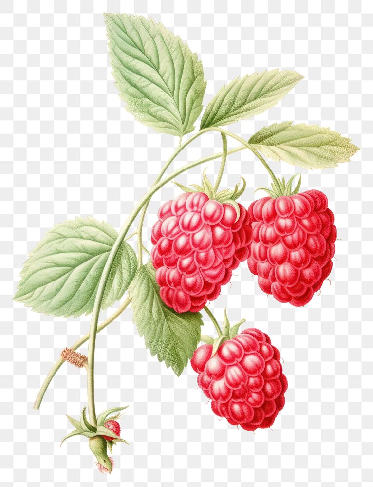 PNG Raspberry branch flower Raspberry | Free PNG - rawpixel