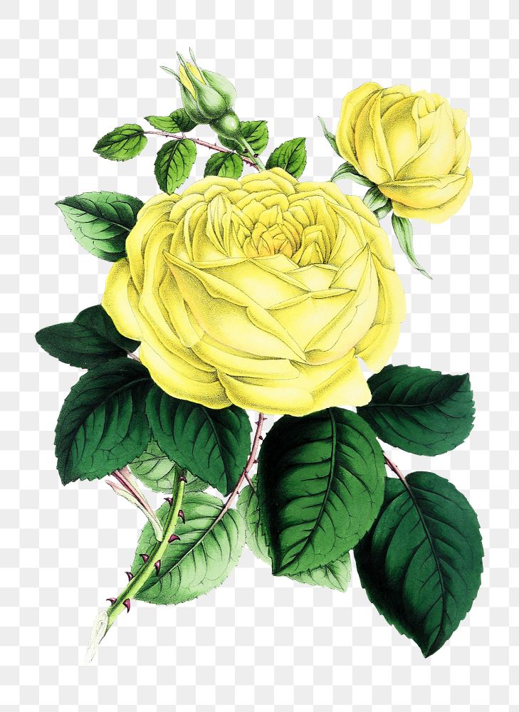 PNG Yellow rose vintage illustration | Free PNG - rawpixel