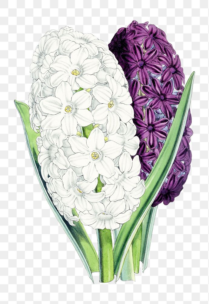 Hyacinthus orientalis or common hyacinth | Free PNG - rawpixel