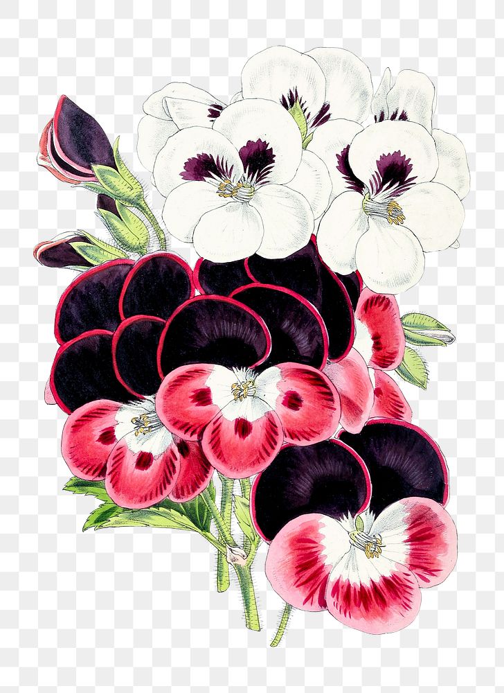 Geranium png flower illustration transparent | Free PNG - rawpixel