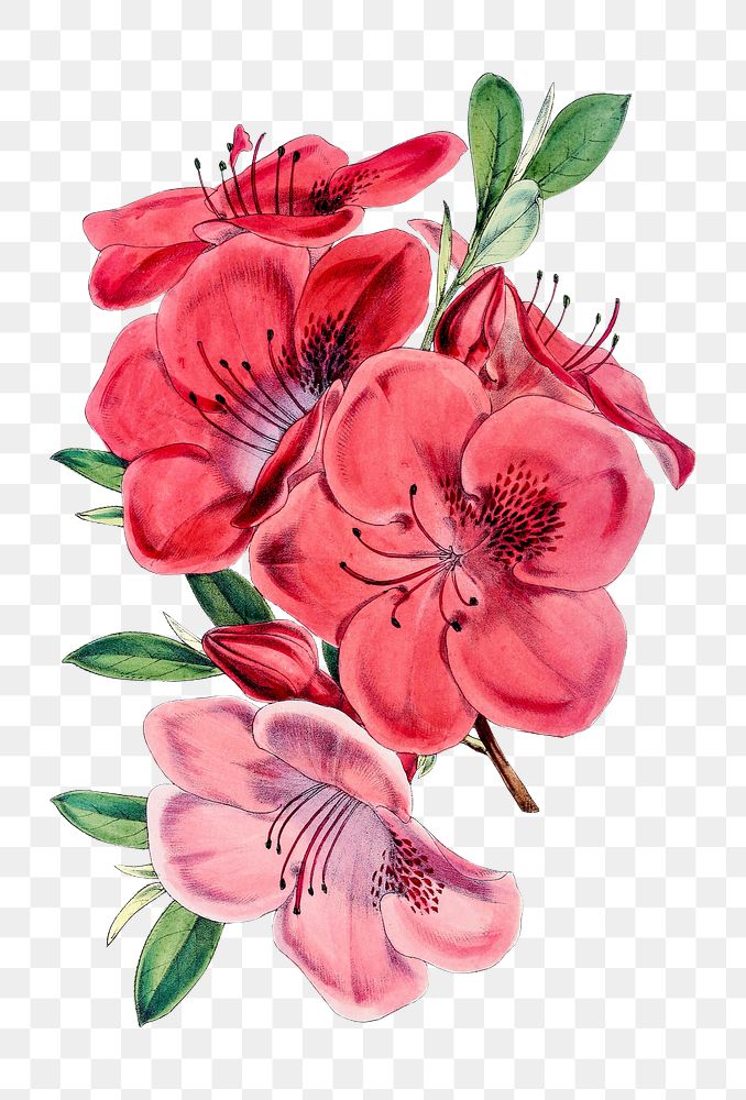 Azalea png flower illustration transparent | Free PNG - rawpixel