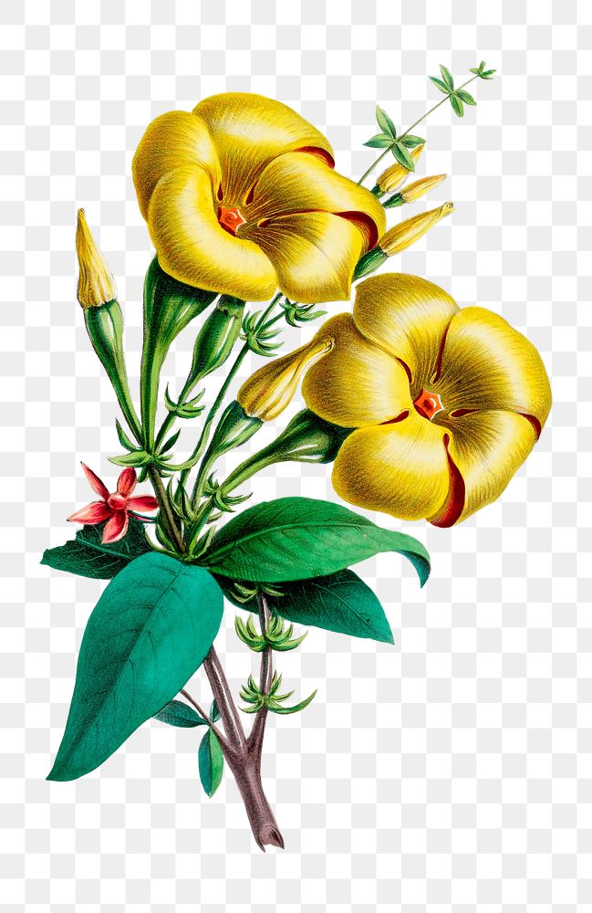 Allamanda png, vintage botanical illustration | Free PNG - rawpixel