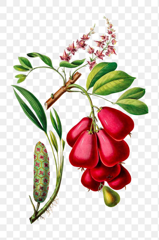 Ackee png, vintage botanical illustration | Free PNG - rawpixel