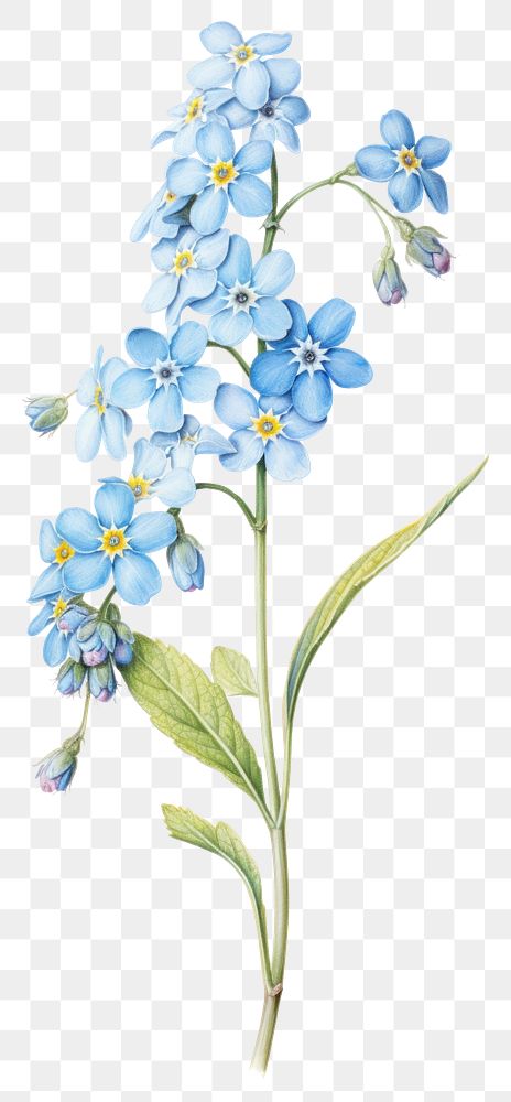 PNG Flower forget-me-nots illustration botanical | Free PNG - rawpixel