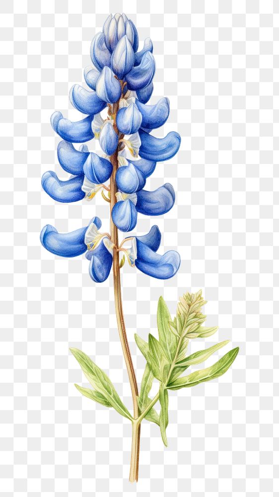 PNG Illustration bluebonnet botanical drawing | Free PNG - rawpixel