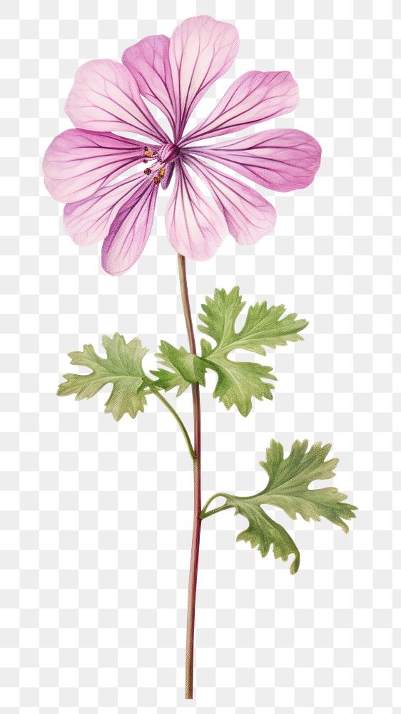 PNG Flower illustration botanical geranium. | Free PNG - rawpixel