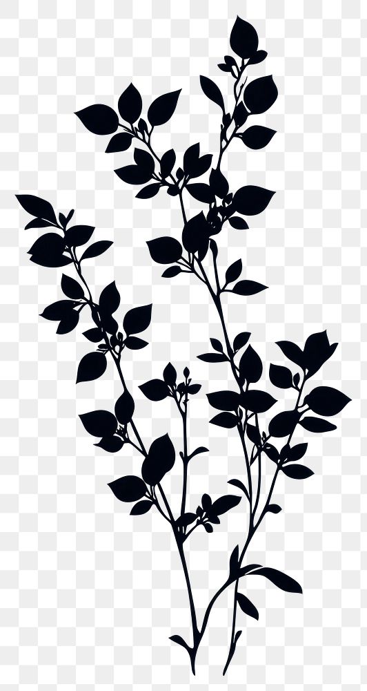 PNG Wild flower Barberry illustration | Free PNG - rawpixel