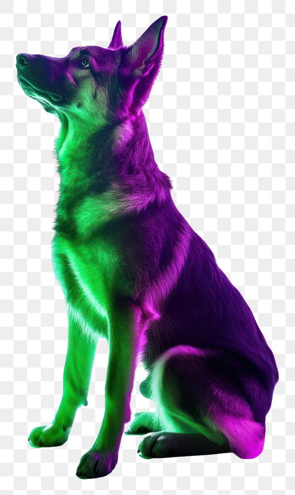PNG German Shepherd Neon rim | Free PNG - rawpixel