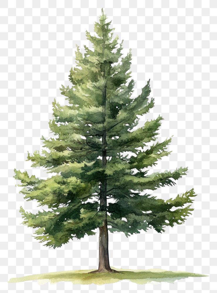 PNG Fraser fir tree illustration | Free PNG - rawpixel