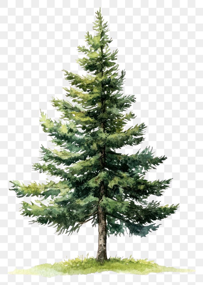 PNG White spruce tree illustration | Free PNG - rawpixel