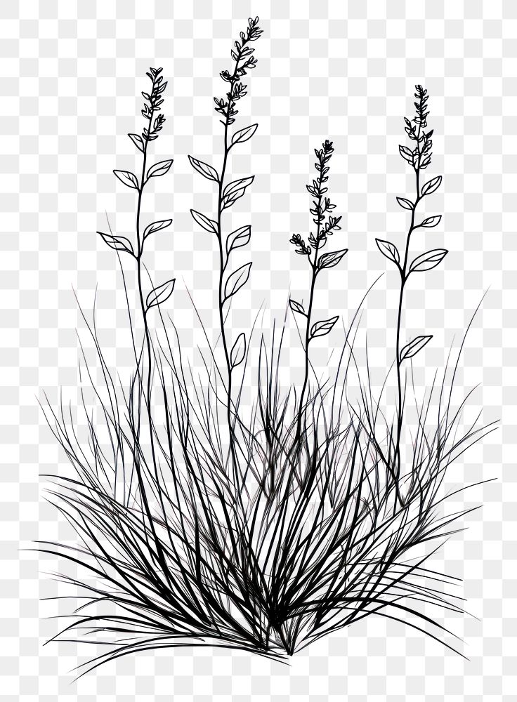 PNG Wild flower Sumac drawing | Free PNG - rawpixel