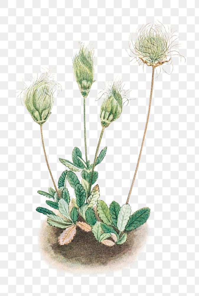 PNG White Dryad North American | Free PNG - rawpixel