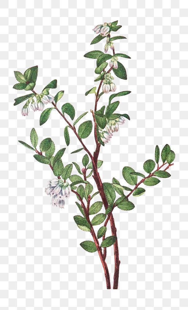 PNG Box Huckleberry North American | Free PNG - rawpixel