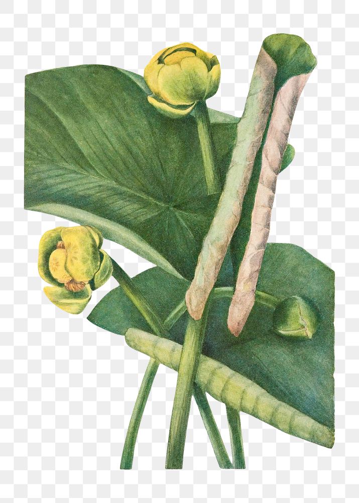 PNG Spatterdock North American Wildflowers, | Free PNG - rawpixel