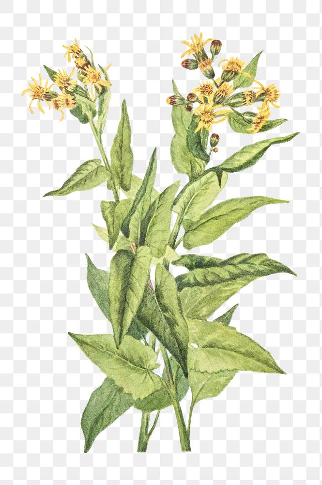 PNG Arrowleaf Groundsel North American | Free PNG - rawpixel