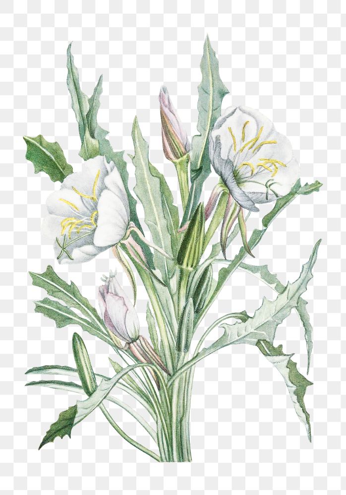 PNG Evening Primrose North American | Free PNG - rawpixel